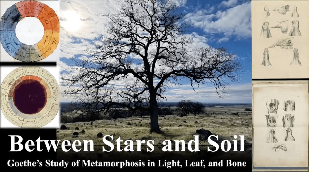 Goethe’s Study of Metamorphosis in Light, Leaf, and Bone – Footnotes2Plato
